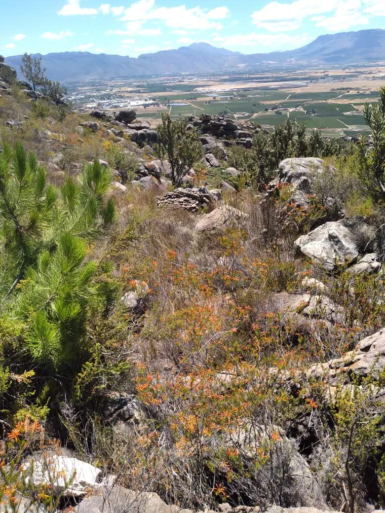 Jeug vind baat by bergfynbos program | Son